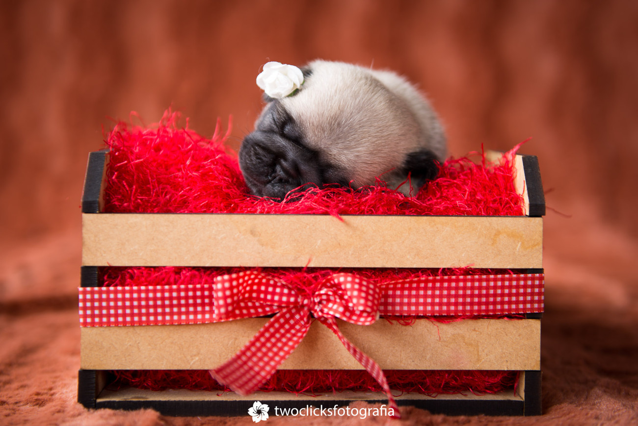 Ensaio Pet Animal Newborn Pet Blog Ensaio Pet Animal Newborn Pet Blog